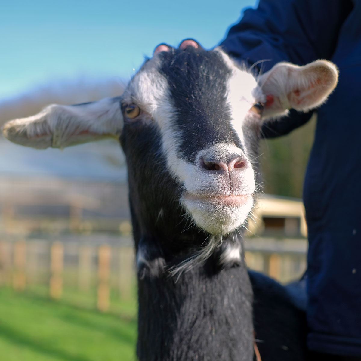 British Alpine goat - Canterbury Oast Trust