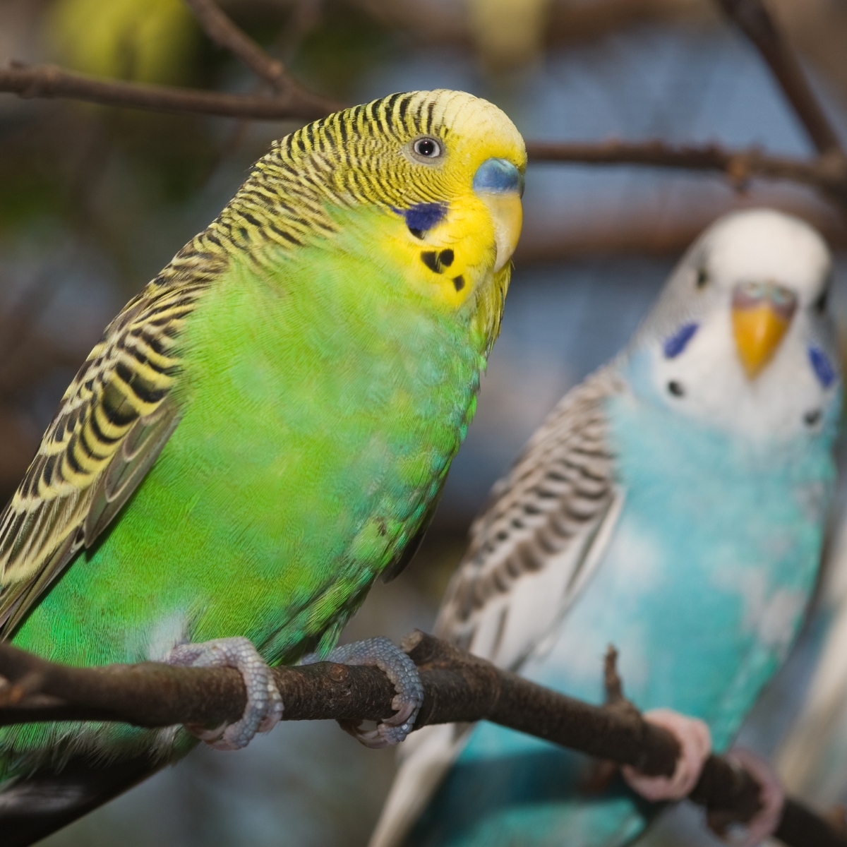 Budgerigar - Canterbury Oast Trust