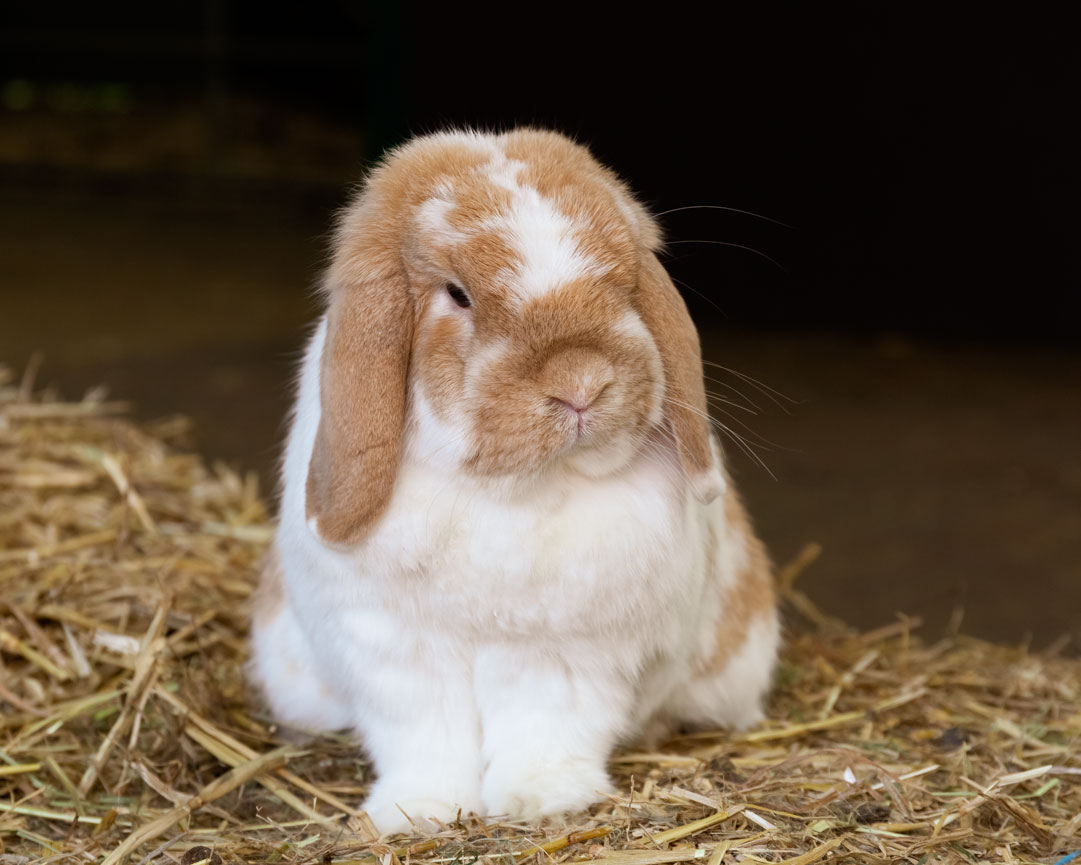 Dwarf Lop rabbit - Canterbury Oast Trust